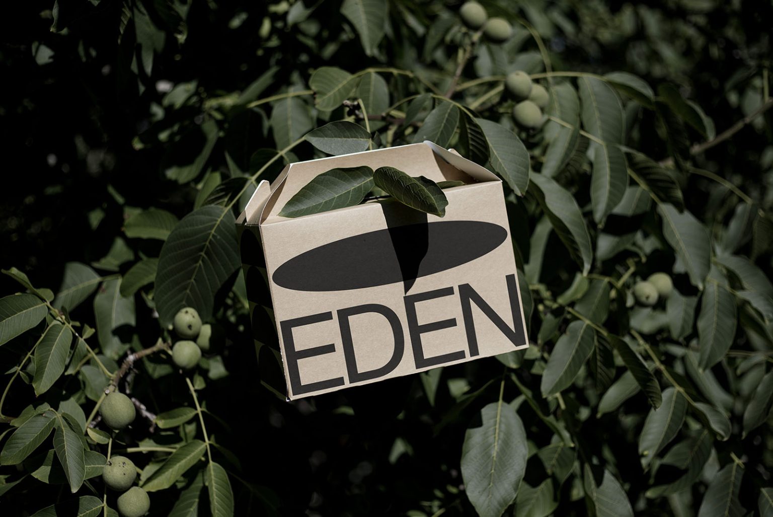 Large Eco Box Mockup Eden 01, Packaging Mockup | Supply.Family