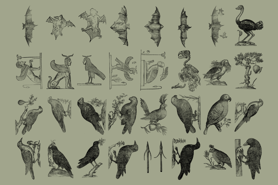 Birds of the World Illustrations, Illustration Graphic | Supply.Family